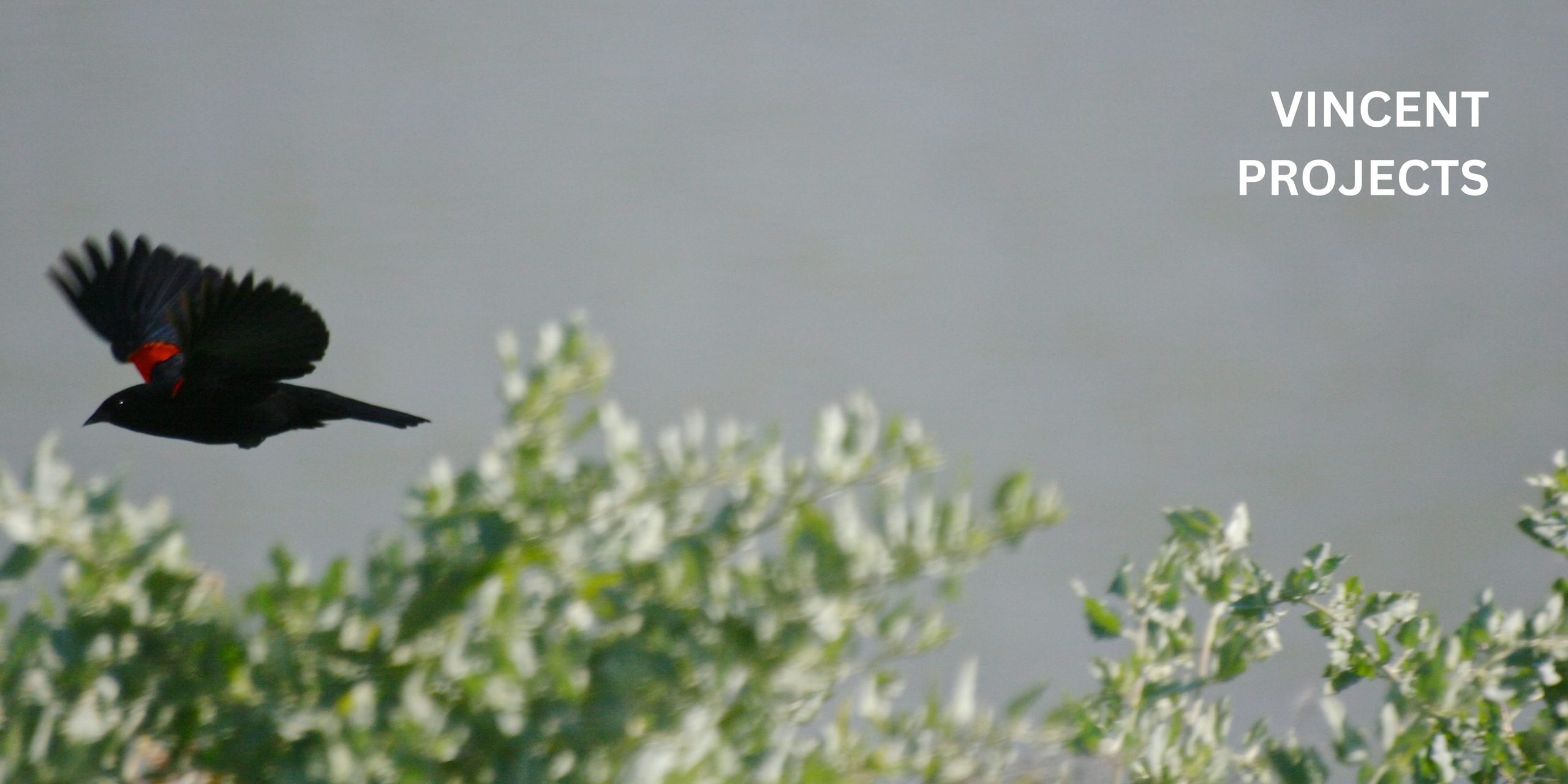 Vincent Projects - Echoionpulse - Stereo Stickman